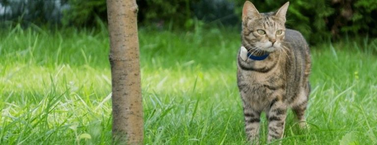 The (Actual) 9 Best Cat Trackers